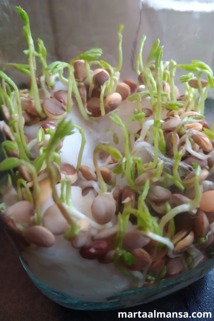 Easy Kids Science: how to Grow Lentils in Cotton | Marta Almansa Books