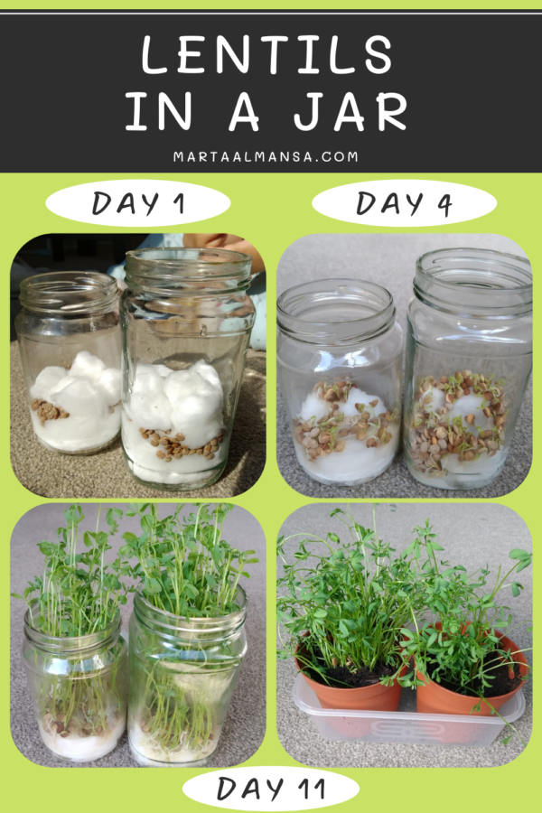 Easy Kids Science: how to Grow Lentils in Cotton | Marta Almansa Books