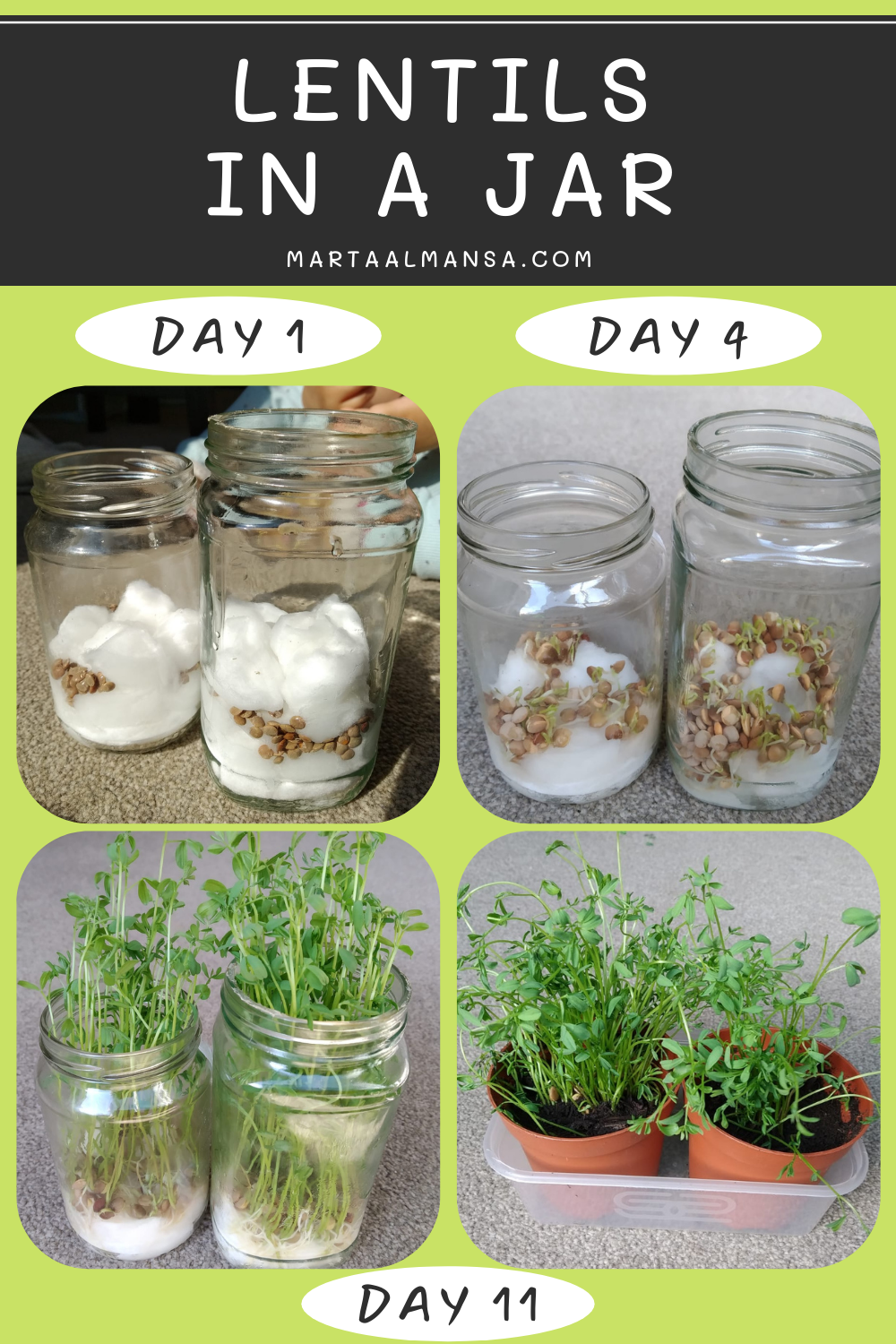 Easy Kids Science: how to Grow Lentils in Cotton | Marta Almansa Books