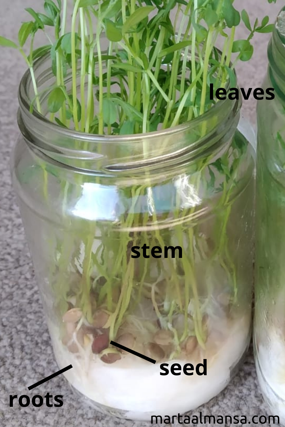 Easy Kids Science: how to Grow Lentils in Cotton | Marta Almansa Books